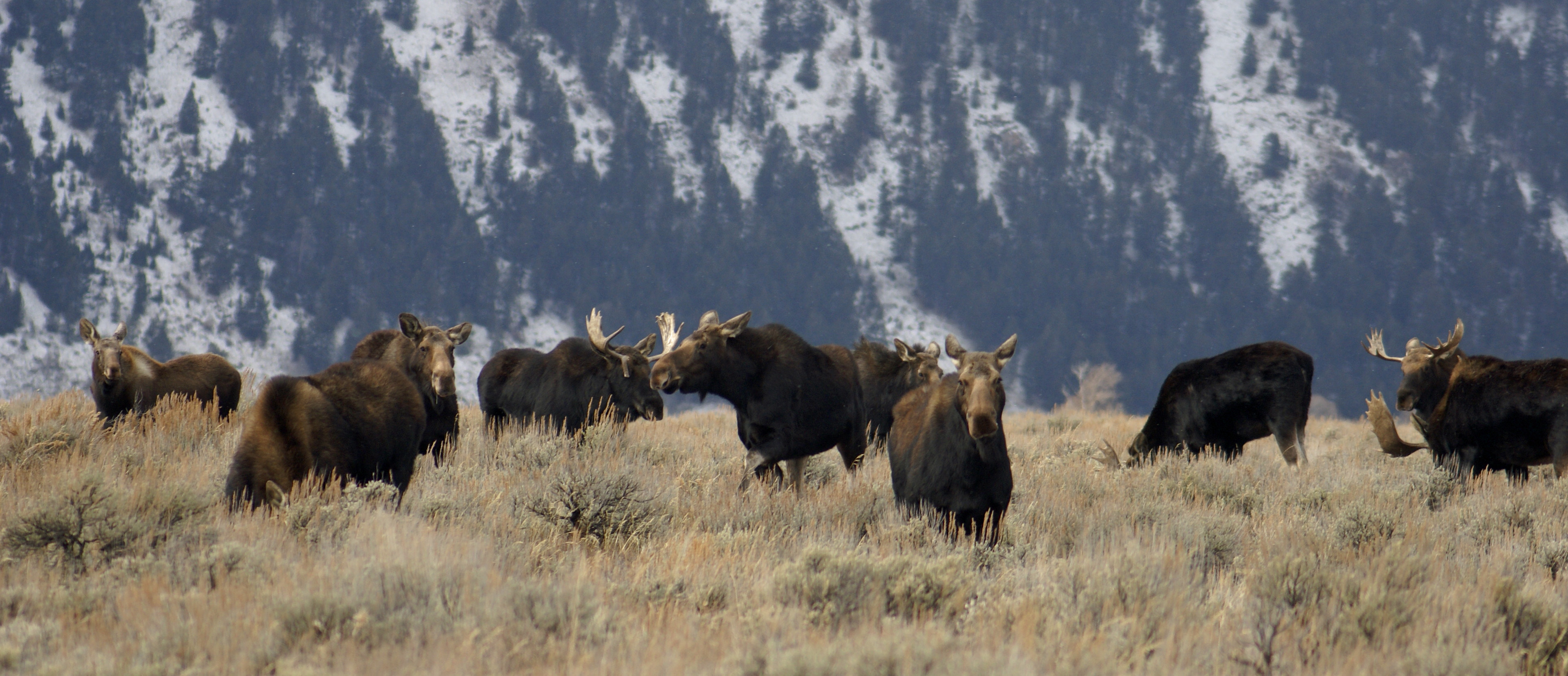 Stampeding Moose | Jackie Pick